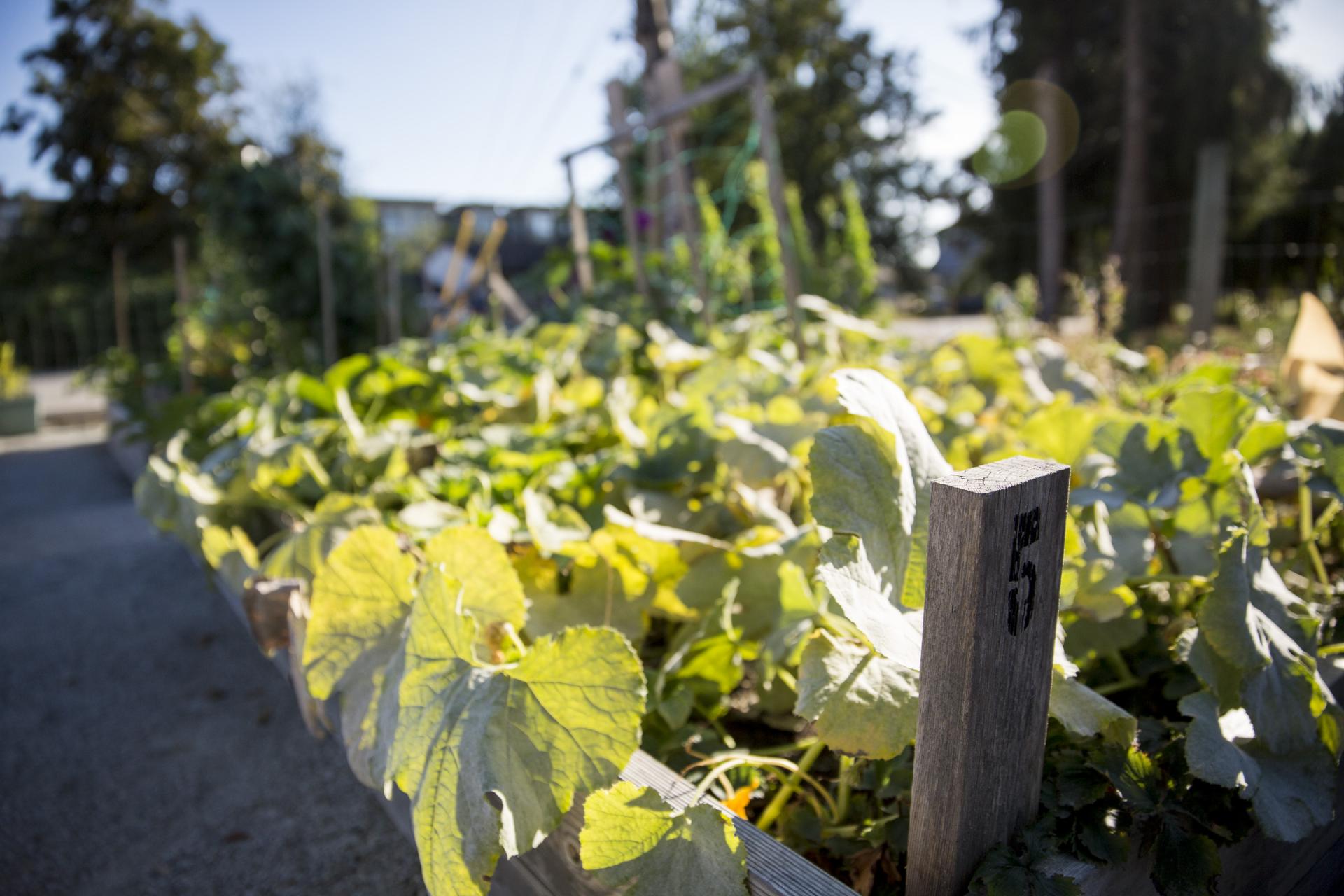 Garden Street Community Garden | Maple Ridge, BC
